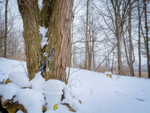 How to identify maple trees to make your own maple syrup