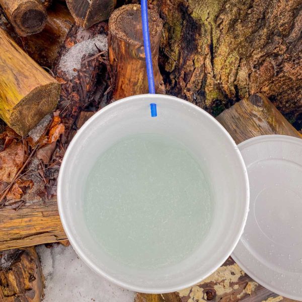 What you need to know before you tap maple trees