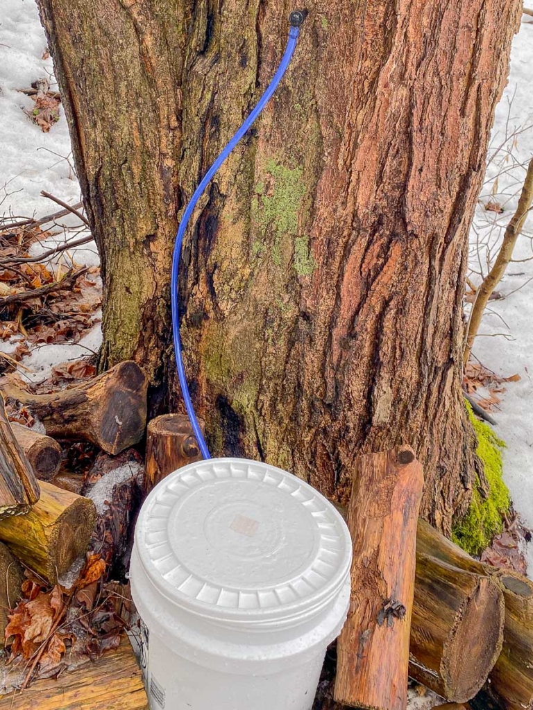 What you need to know before you tap maple trees