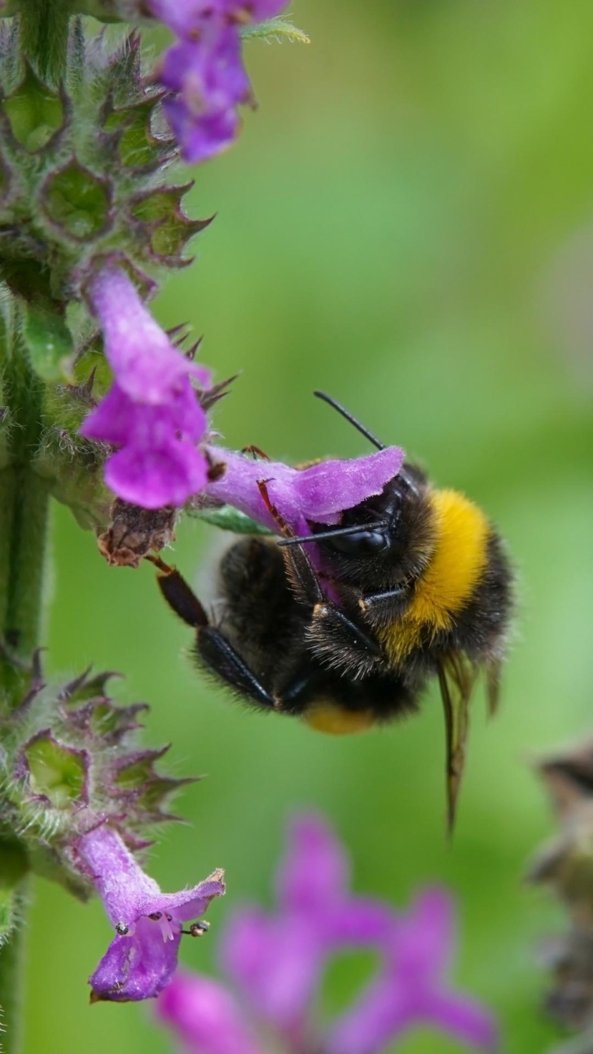 June is National Pollinator Month - Mohawk Valley Today